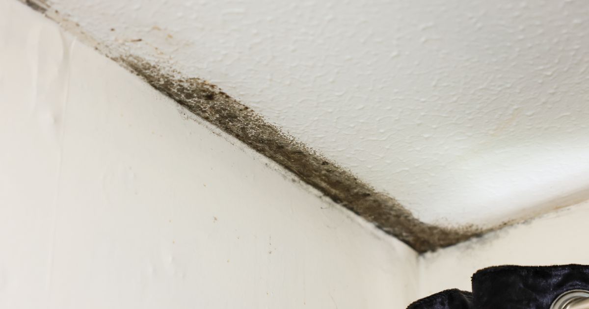 Mould in your home - why it happens, how to beat it and ways to stop it ...